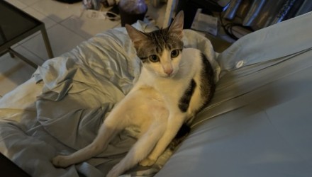 Hay | KyLuat's Homelab Wiki